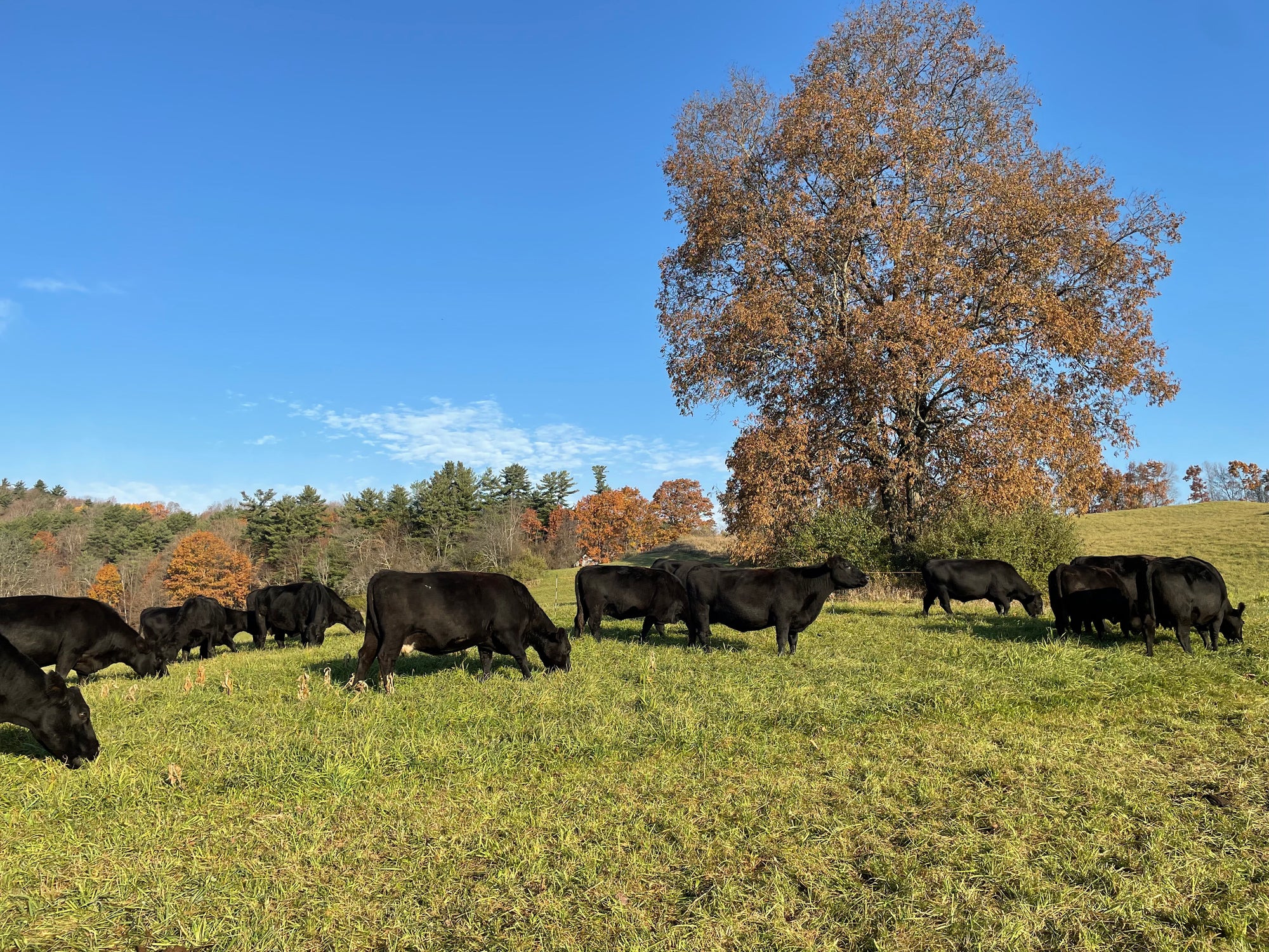 Pasture-Raised Angus Beef & Tallow Skincare | Ghost Light Farm